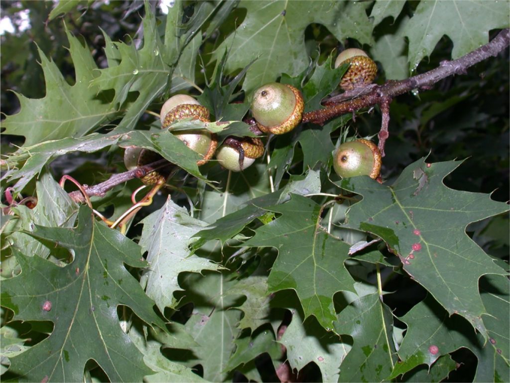 Quercus (Roble) – Clínica de Alergia y Pediatría