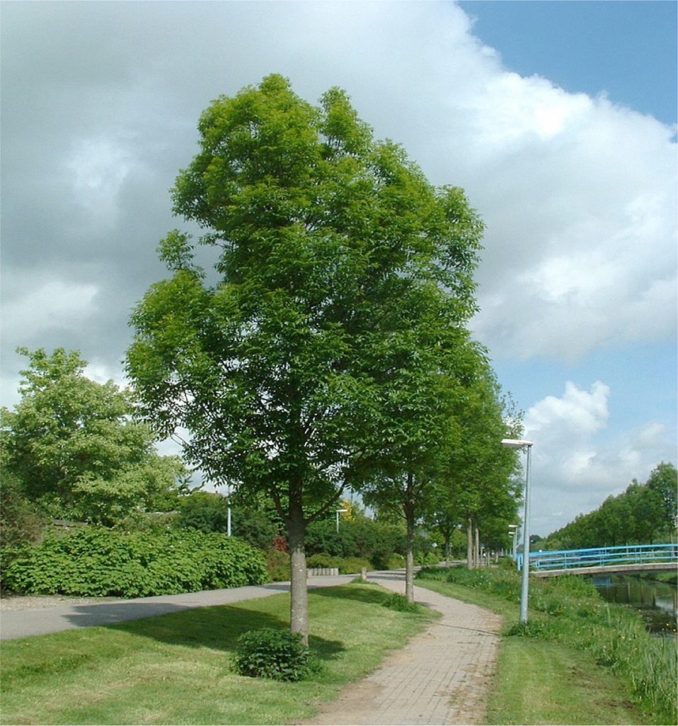 Fraxinus (Fresno) – Clínica de Alergia y Pediatría