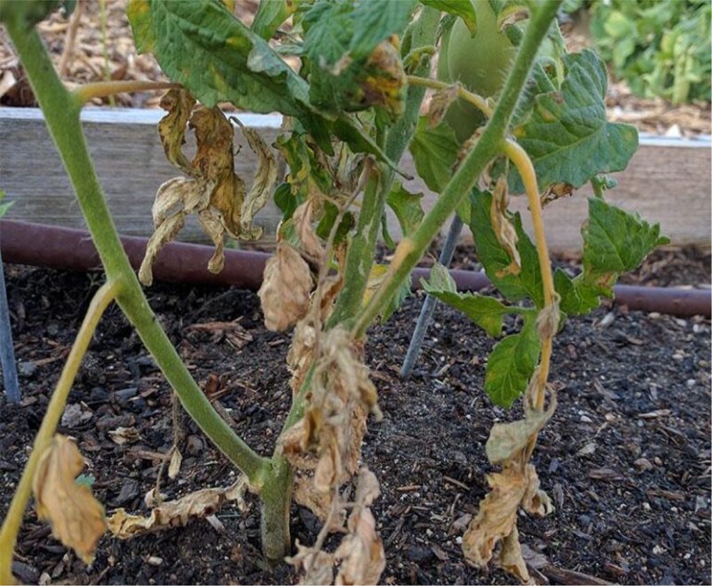 Fusarium – Clínica de Alergia y Pediatría