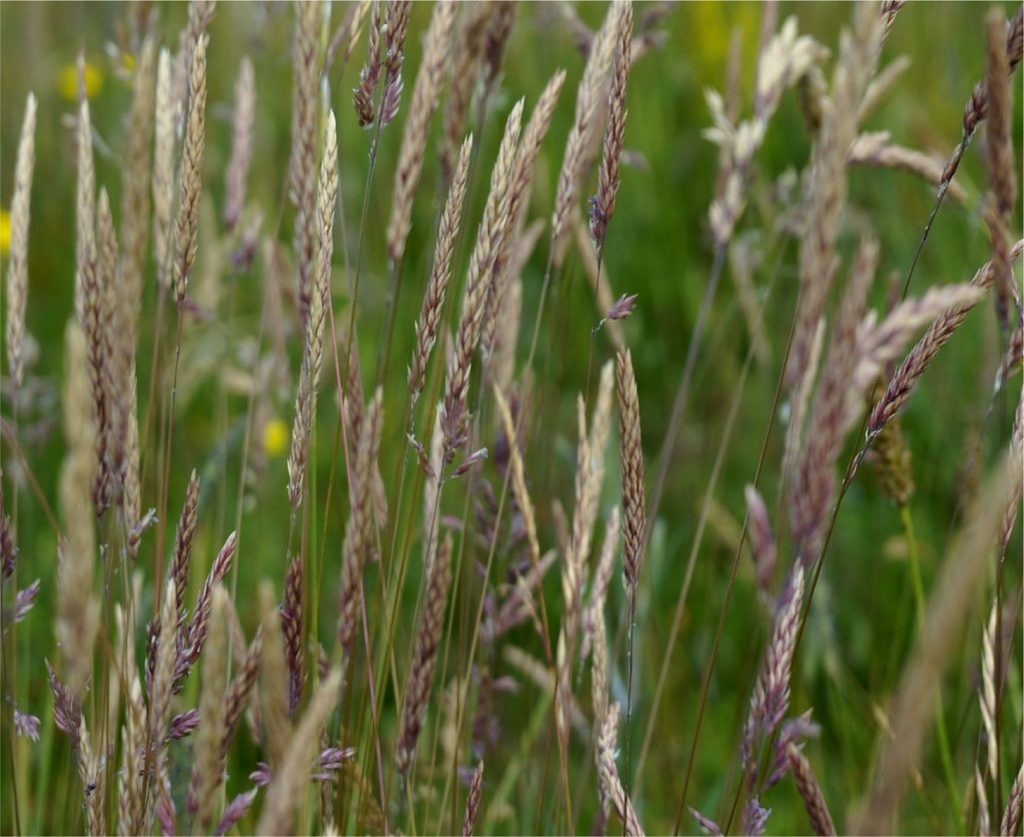 Holcus Halipenses (Zacate Johnson) – Clínica de Alergia y Pediatría